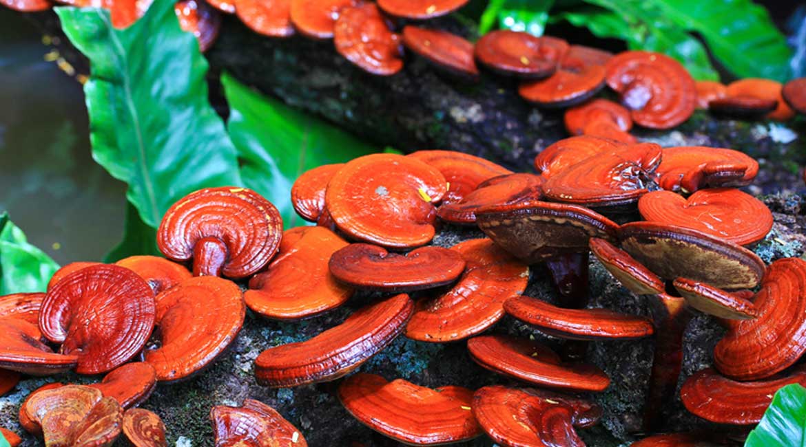 Reishi Mantarı - Serbest Girişimci